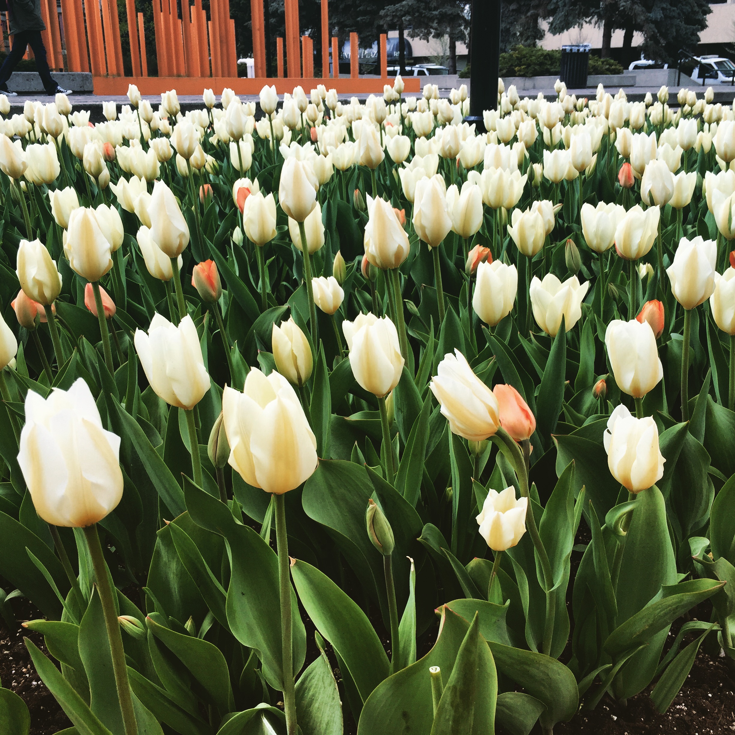 Spring in Calgary | Mint & Heritage