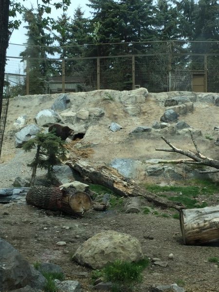 Celebrate Canada’s greatest animals at the Calgary Zoo | Mint & Heritage