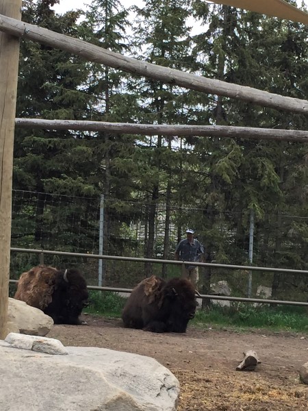 Celebrate Canada’s greatest animals at the Calgary Zoo | Mint & Heritage