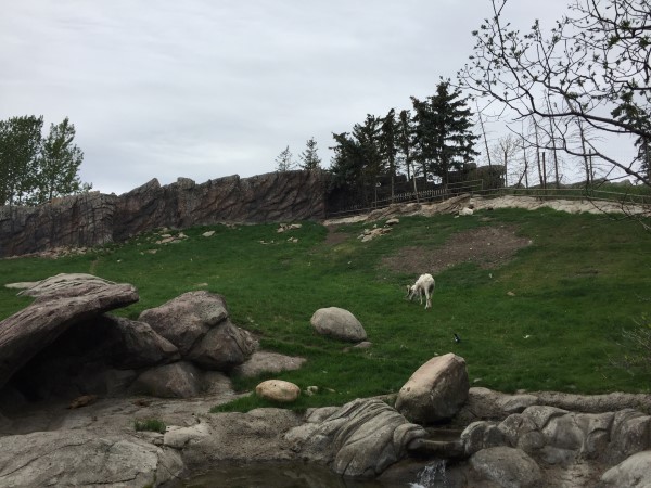 Celebrate Canada’s greatest animals at the Calgary Zoo | Mint & Heritage