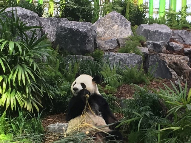 The most adorable pandas at The Calgary Zoo | Mint & Heritage