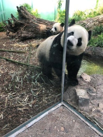 The most adorable pandas at The Calgary Zoo | Mint & Heritage